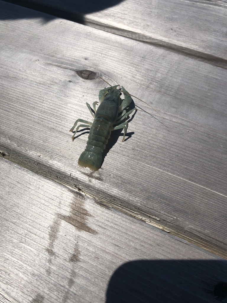 Northern Clearwater Crayfish from Fire Route 35, Trent Lakes, ON, CA on ...
