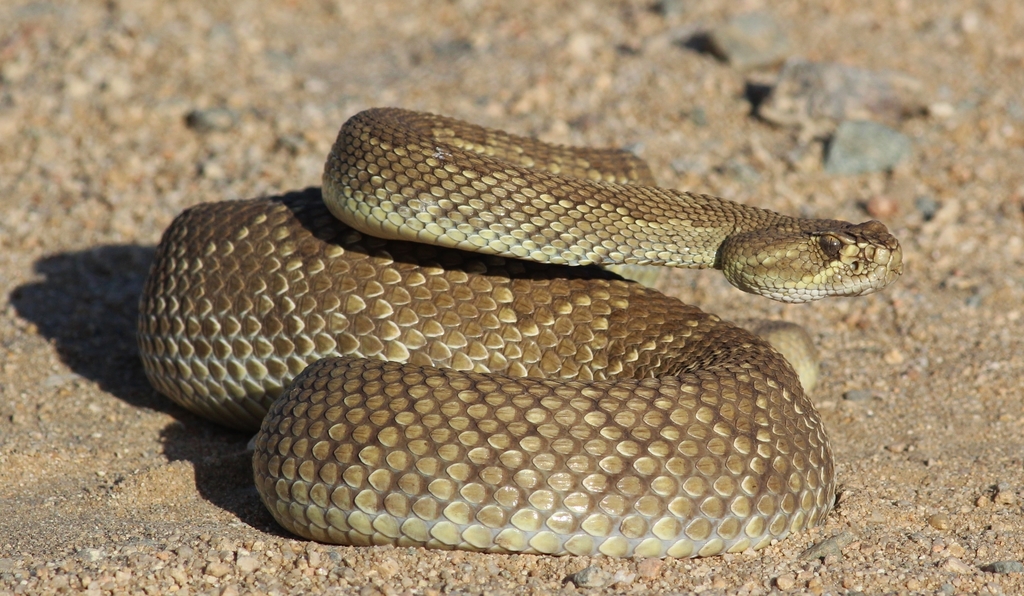 Cascabel del Altiplano (Vertebrados de La Michilía) · iNaturalist