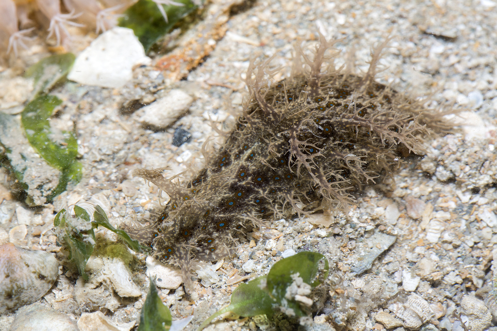Ragged Seahare (Southern African Sea Slugs - Nudibranchs (and other ...
