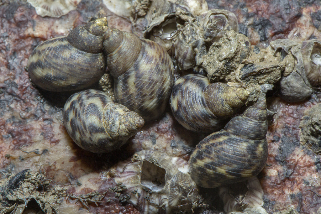 Periwinkle Snails and Allies from Pulau Sekudu, Singapore on June 26 ...