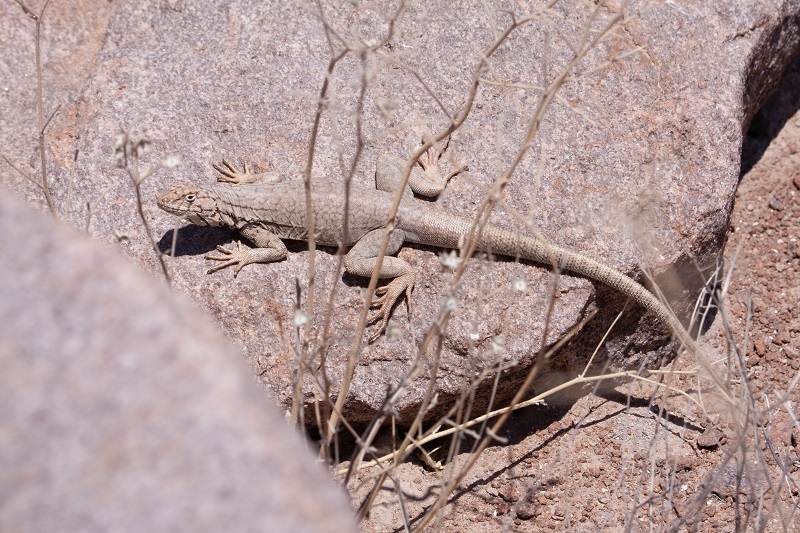 Yanez's Lava Lizard from Putre, Arica y Parinacota, Chile on November ...