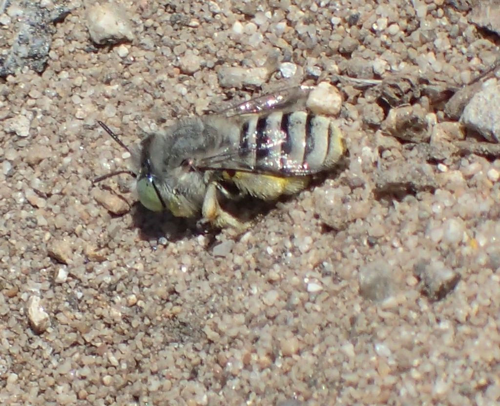 Anthophora curta from Playa Del Rey, Los Angeles, CA, USA on July 18 ...