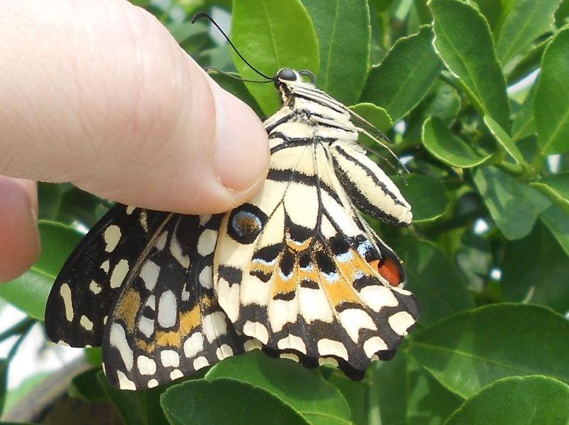 Lime Swallowtail from Kaohsiung, TW-KH, TW on July 29, 2020 by 余世文 ...