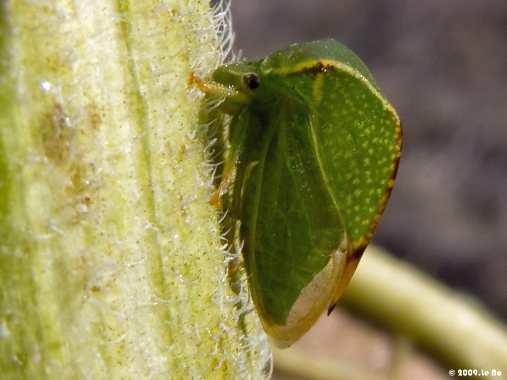 buffalo treehopper (Harvard Yard) · iNaturalist
