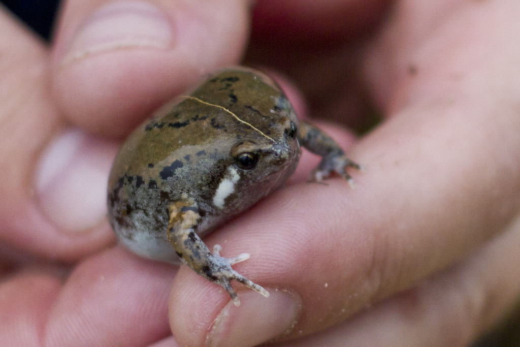 Sheep Frog in July 2020 by Liam Wolff · iNaturalist