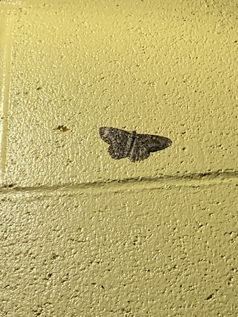Tulip-tree Beauty from Chapel Rd, Bethlehem, WV, US on July 29, 2020 at ...