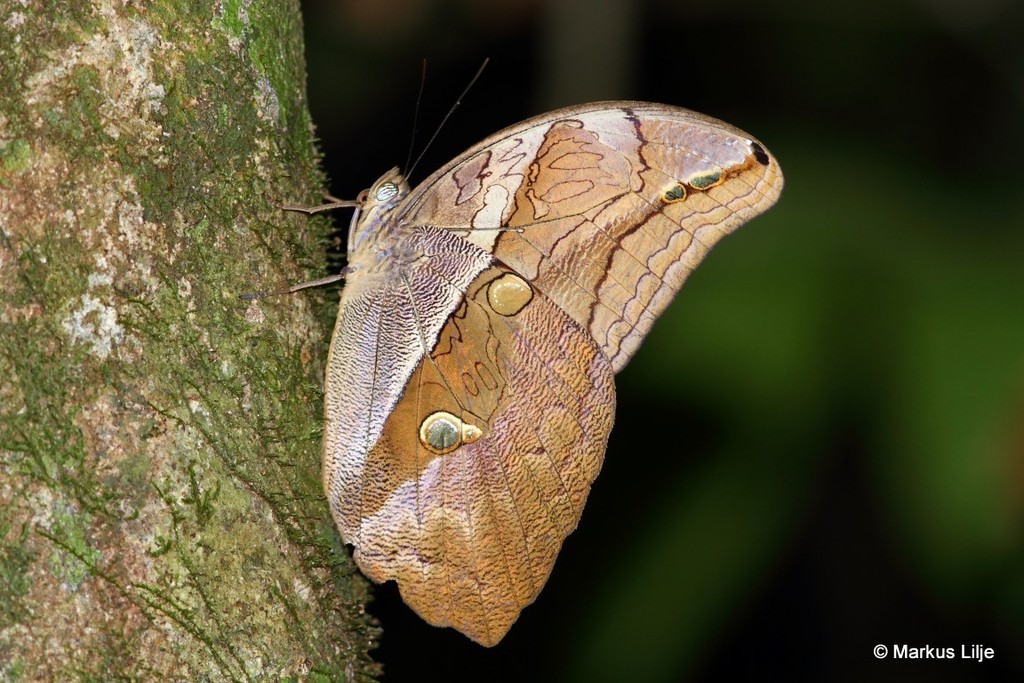 Eryphanis automedon (Mariposas diurnas de Supatá) · iNaturalist
