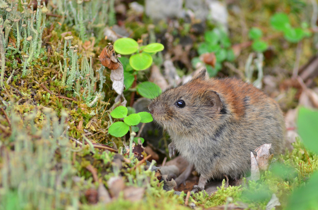 Northern Red-backed Vole (Clethrionomys rutilus) - Know Your Mammals