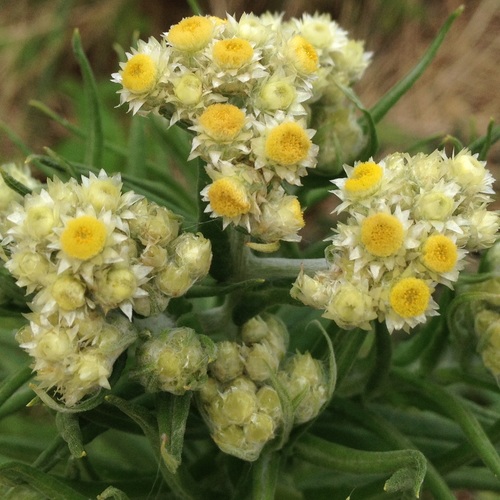 Sticky Cudweed (Plants of Fishers Peak State Park) · iNaturalist
