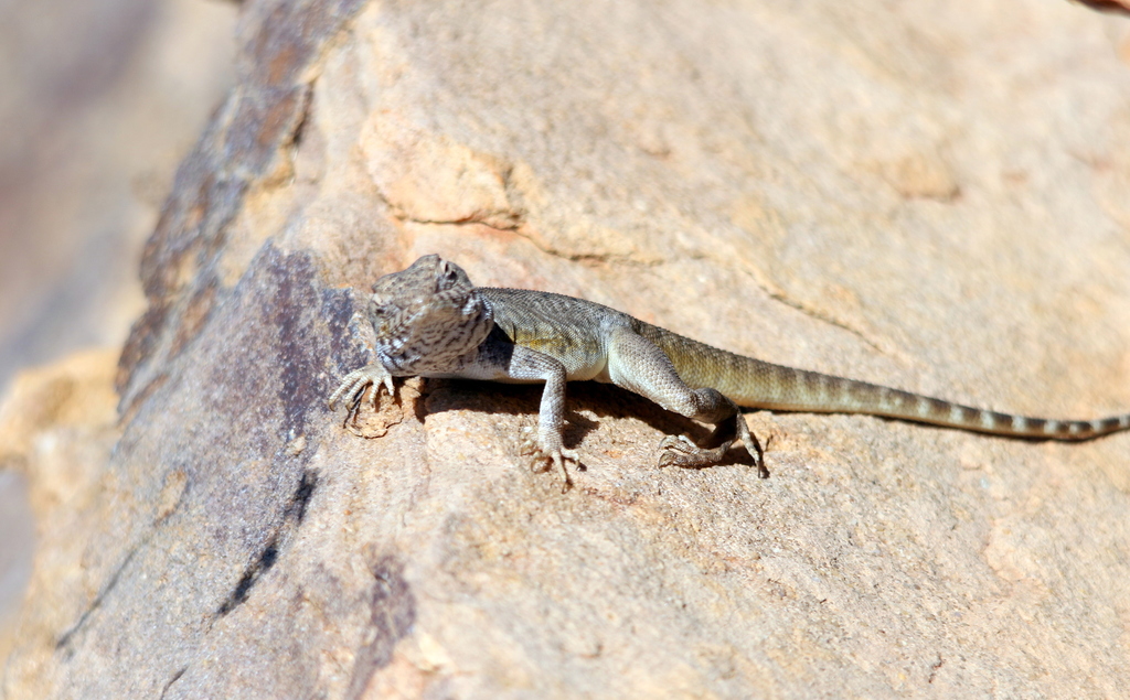 Slater's Ring-tailed Dragon from Lawn Hill QLD 4825, Australia on July ...