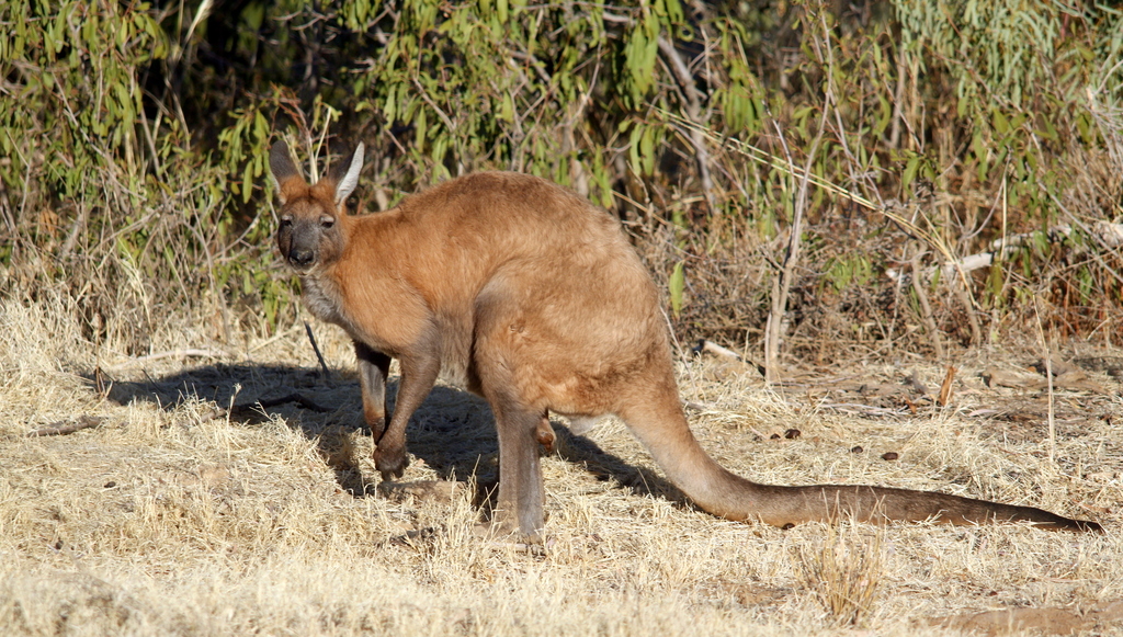 Common Wallaroo (Osphranter robustus) - Know Your Mammals
