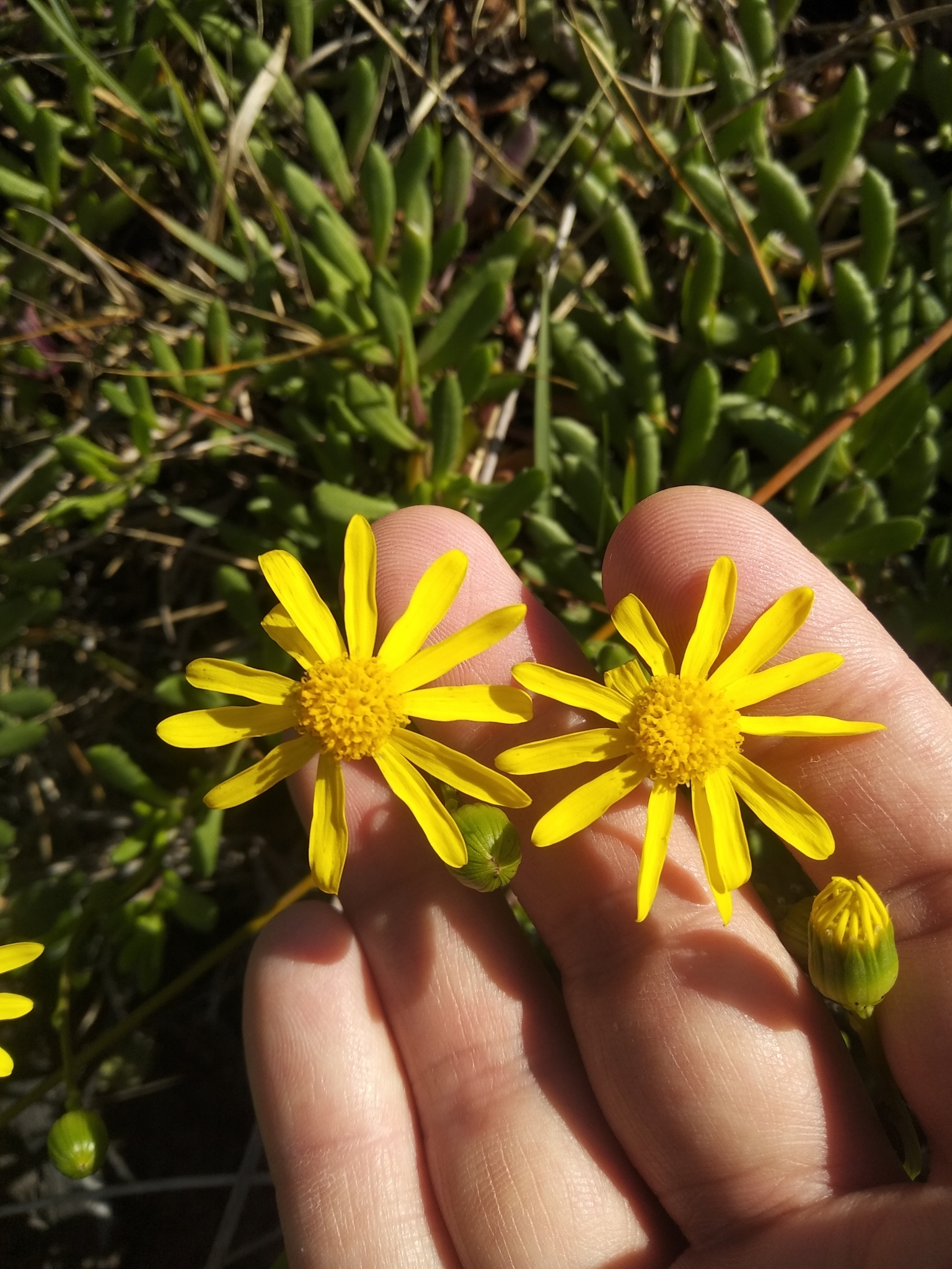 Senecio spathulatus A.Rich.