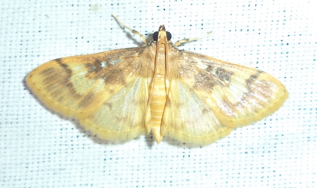 Pearl Moths from Digboi, Assam 786171, India on May 6, 2016 at 06:50 PM ...