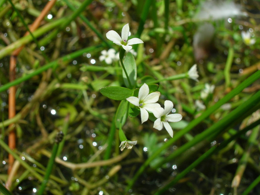 legenere in June 2006 by kevinhintsa. From East Bay`s site of first ...