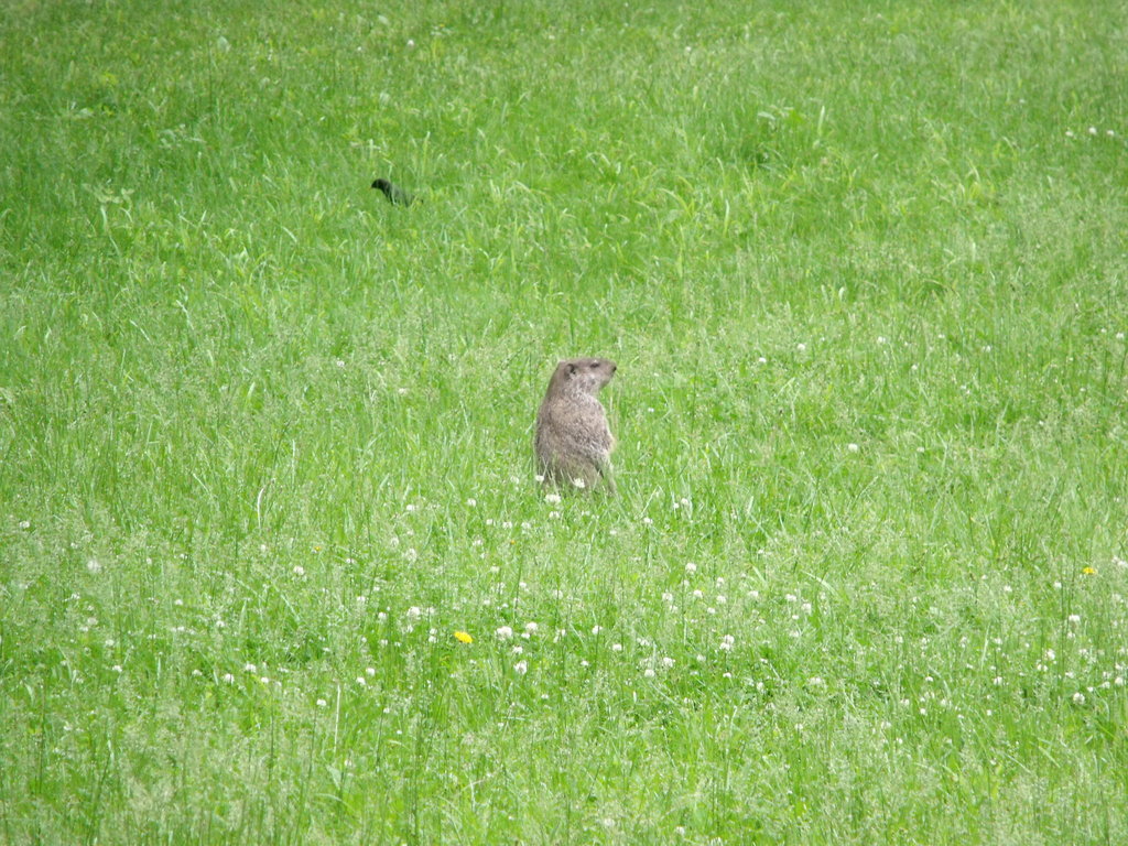 Groundhog from Kansas City, Mo on May 22, 2014 by Jeri Tooley. the ...