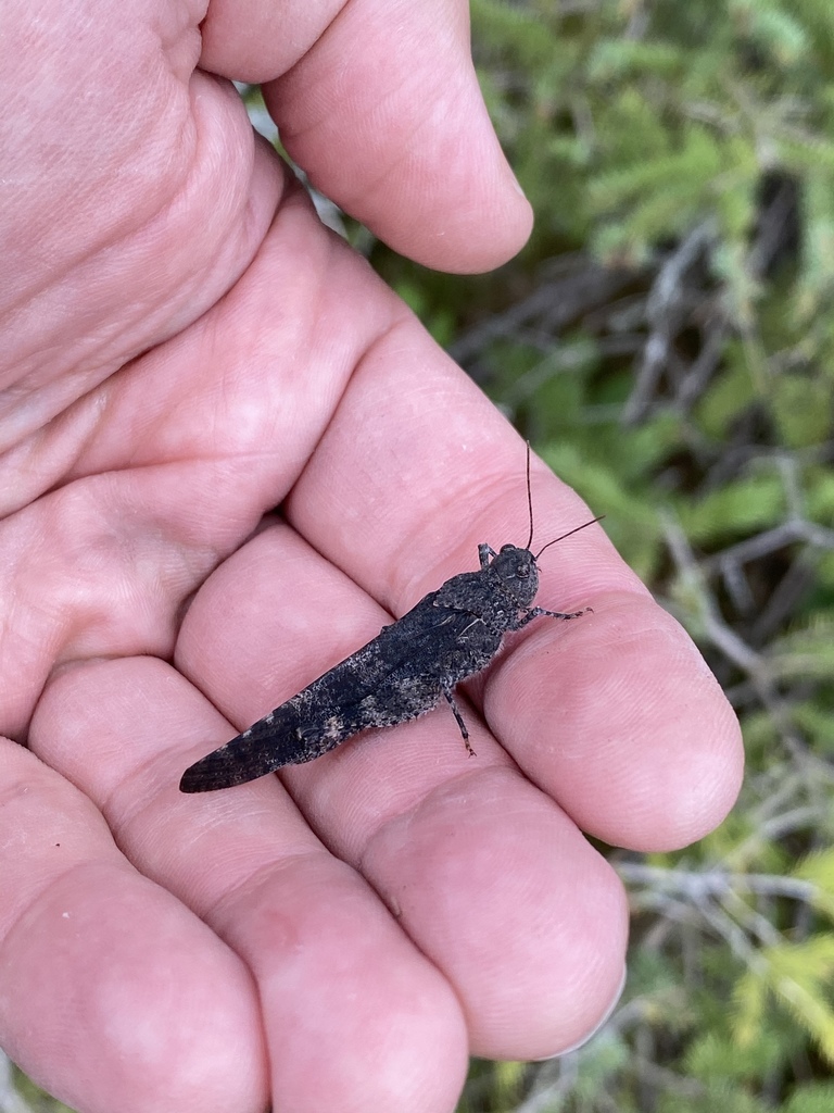 Crackling Forest Grasshopper from Cedarville, MI, US on July 28, 2020 ...
