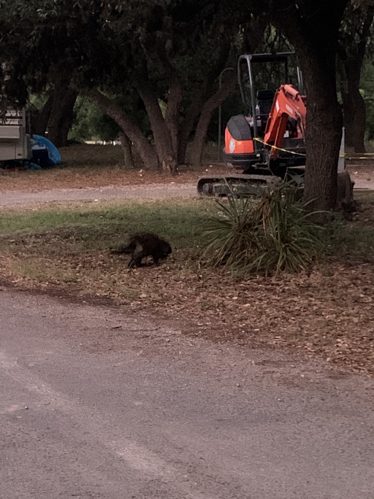 North American Porcupine from Garner State Park, Concan, TX, US on July ...