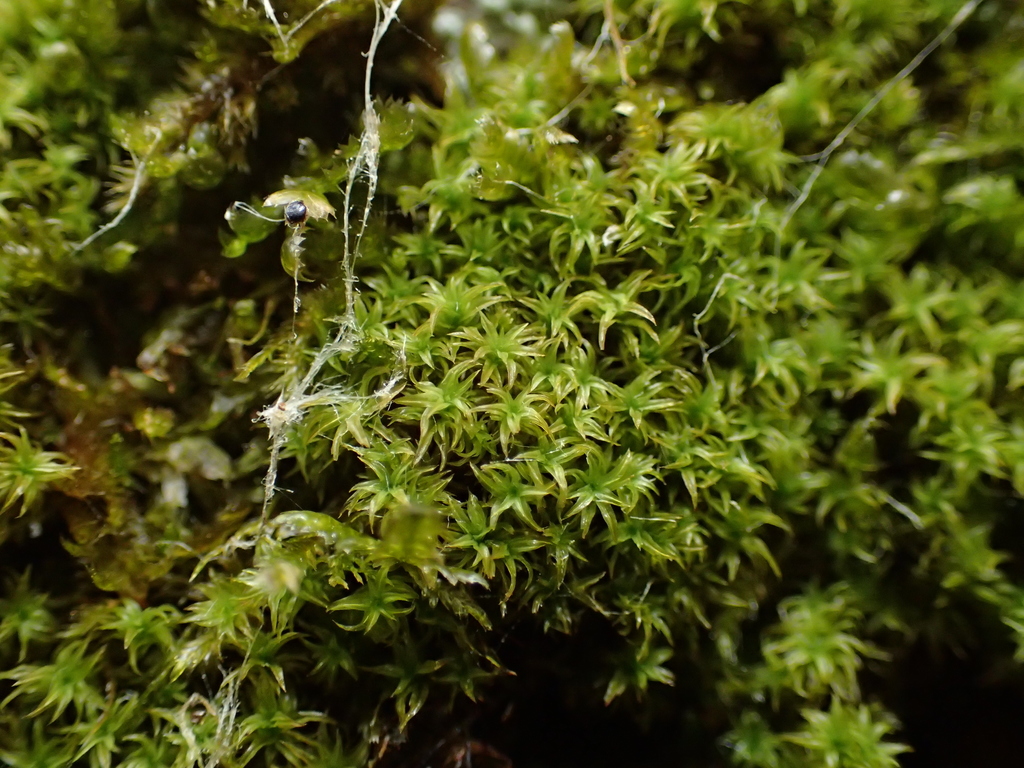 Park Yoke-moss (Fungi and Lichen, Mosses, Liverworts, Red Algae, Green ...