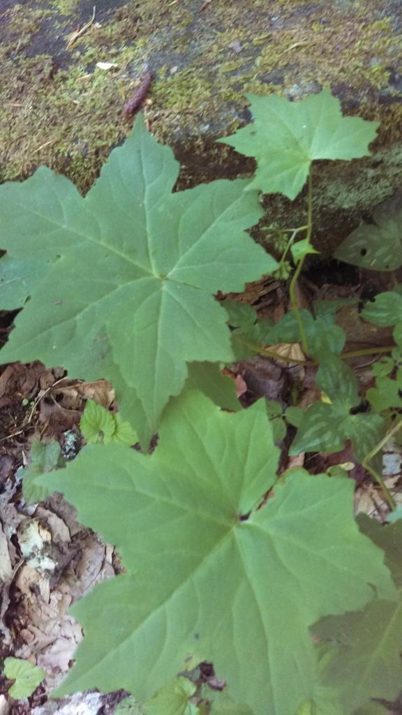 bluntleaf waterleaf (Clay Hill Memorial Forest Plants- Feather Creek ...
