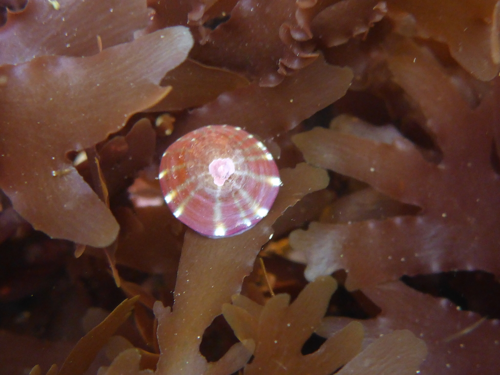 Shield False Limpet from San Mateo County, CA, USA on June 26, 2017 at ...
