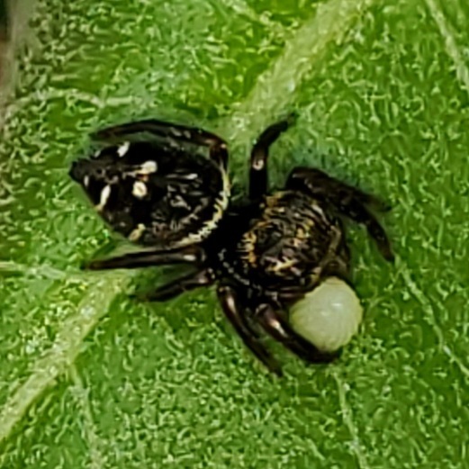 Migratory Monarch from Flatbush, Brooklyn, NY, USA on July 23, 2020 at ...