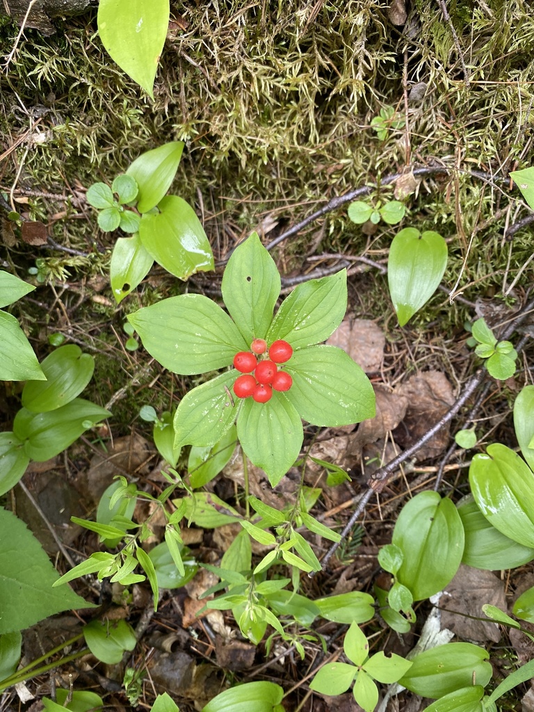 Canadian bunchberry from Cook County, US-MN, US on July 28, 2020 at 12: ...