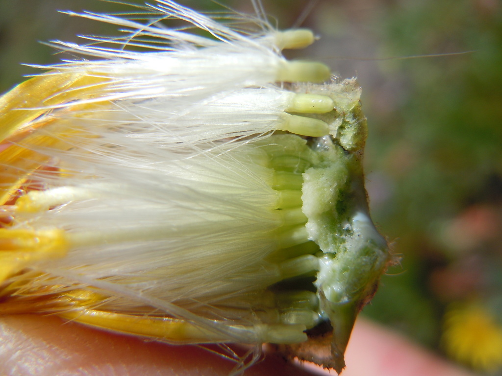 Pale agoseris (Plants of Staunton State Park) · iNaturalist