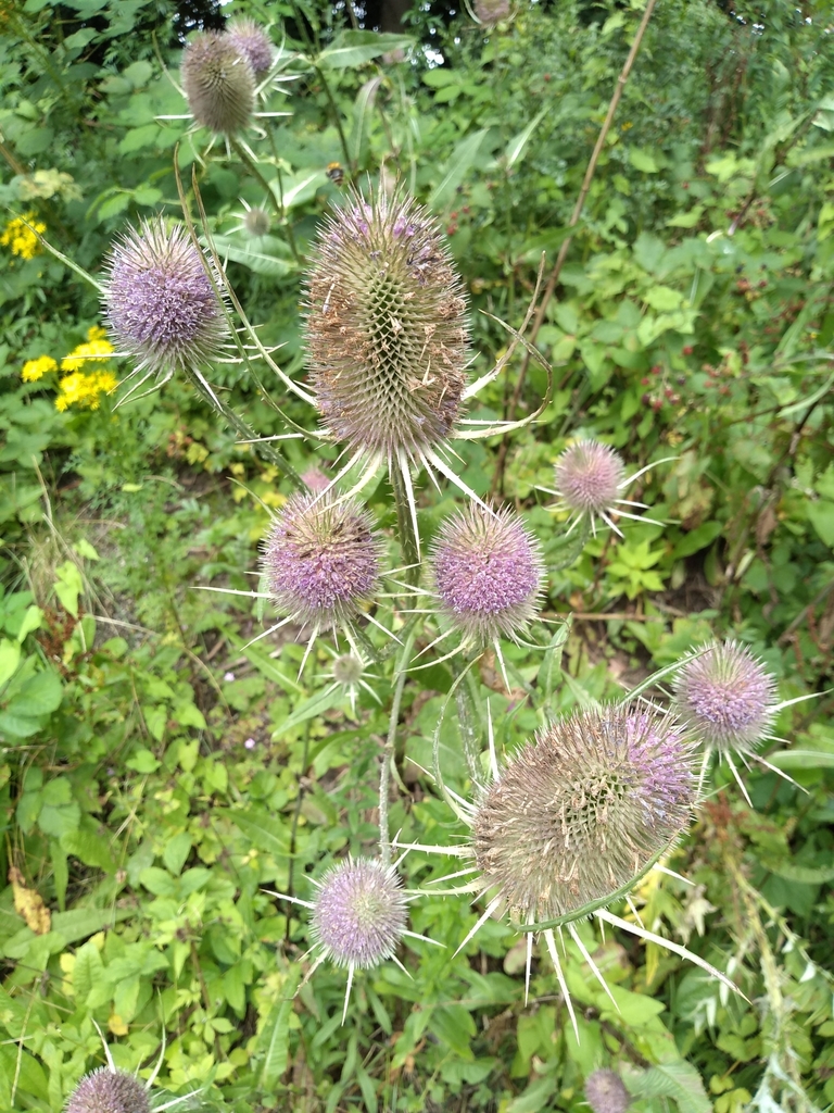 wild teasel from Manchester M23 0BD, UK on July 29, 2020 at 01:15 PM by ...