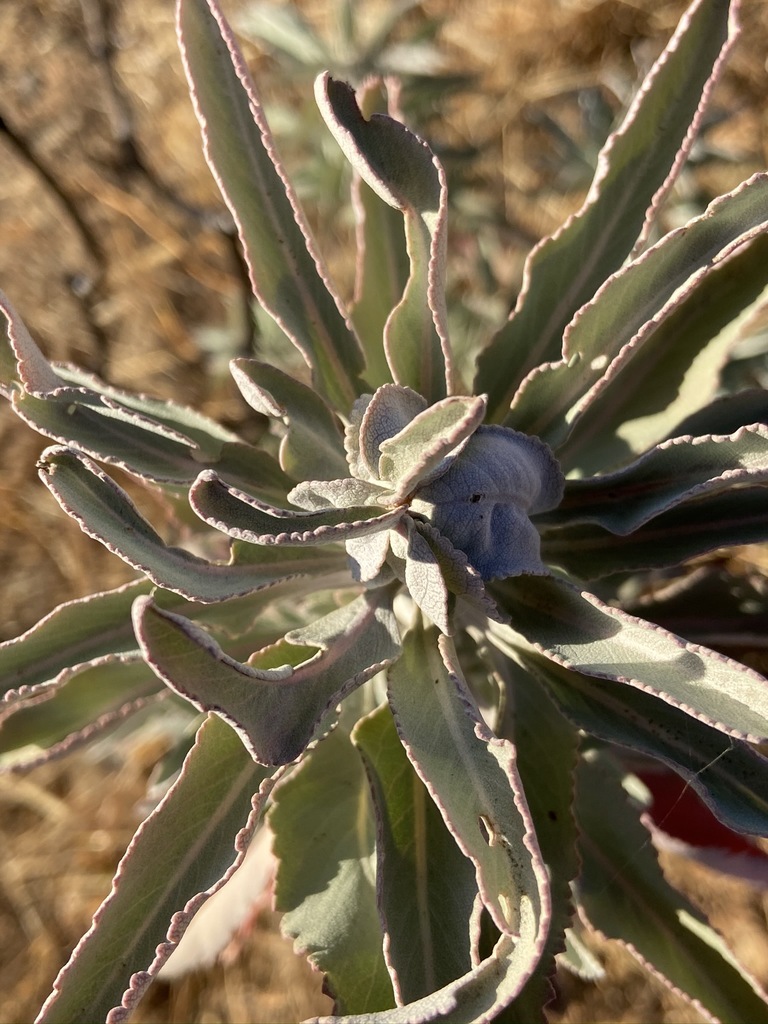white sage from Ensenada, Baja California, Mexico on July 25, 2020 at ...