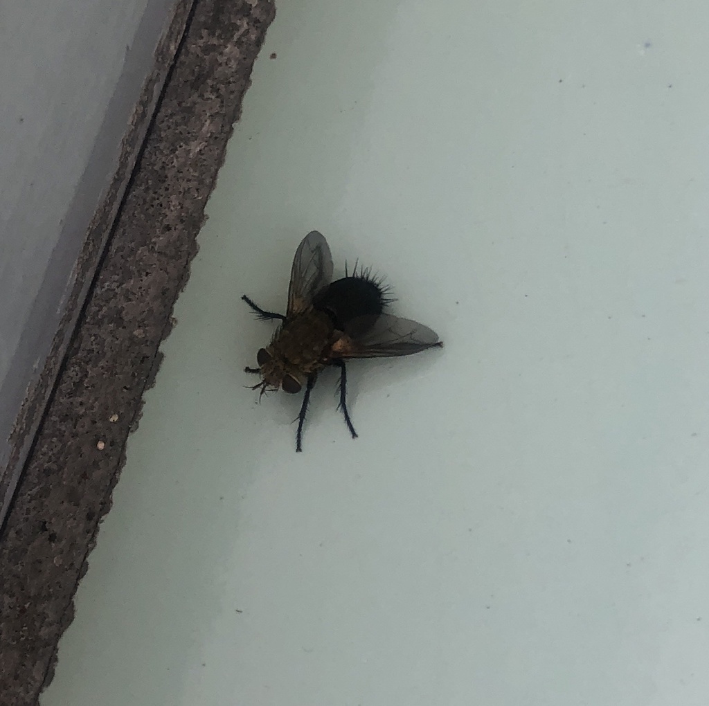 Archytas apicifer from Mississippi River, Minneapolis, MN, US on July ...