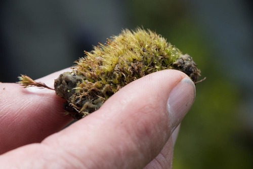 Southern Dung Moss (Splachnum pensylvanicum) · iNaturalist