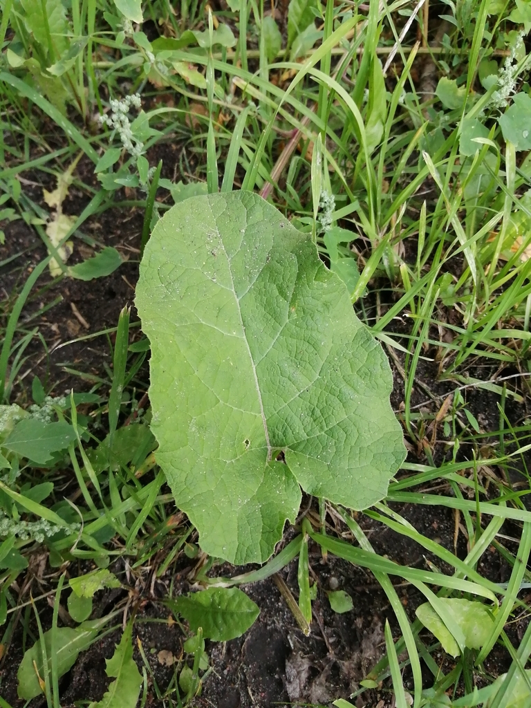 burdocks from Серебрянка, Минск, Беларусь on July 29, 2020 at 04:35 PM ...