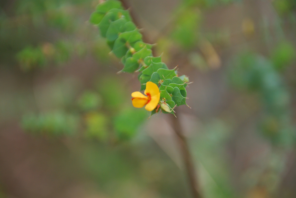 spiny bush-pea from Carnarvon Park QLD 4722, Australia on October 5 ...