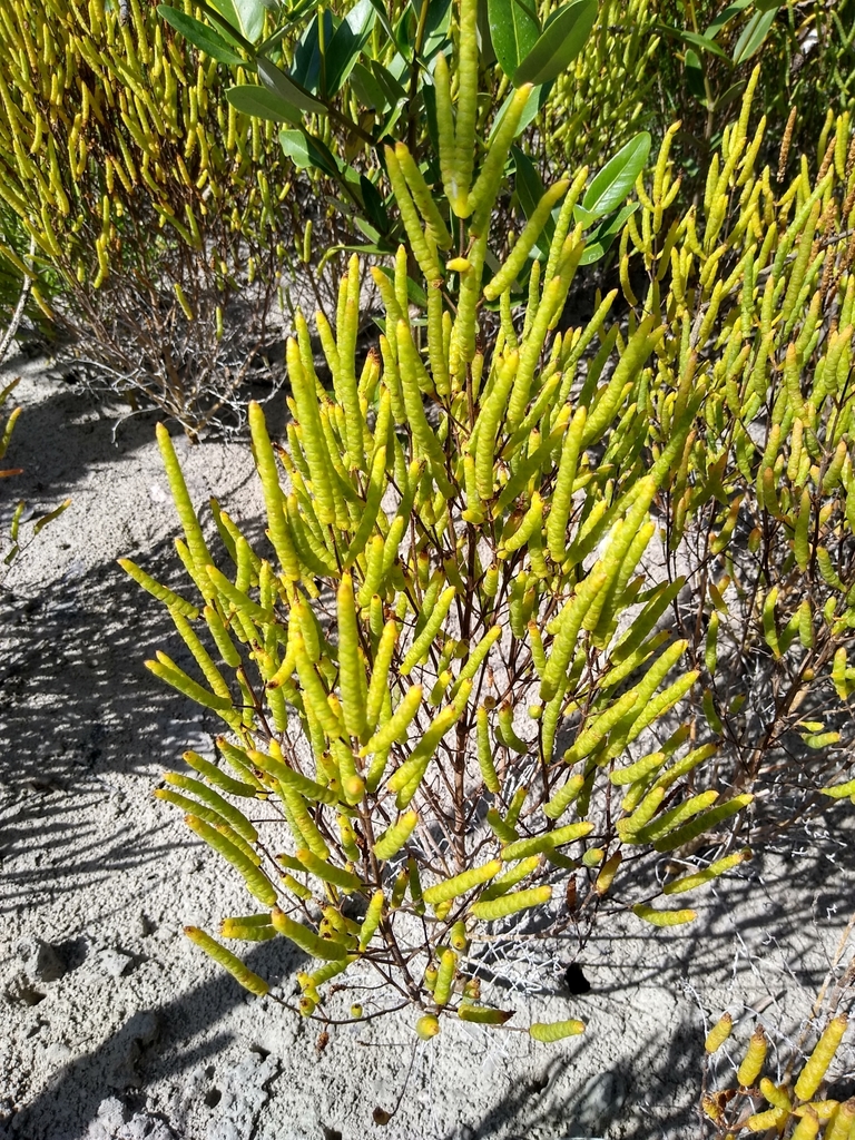 Dwarf Glasswort from Monroe County, FL, USA on July 29, 2020 at 10:44 ...