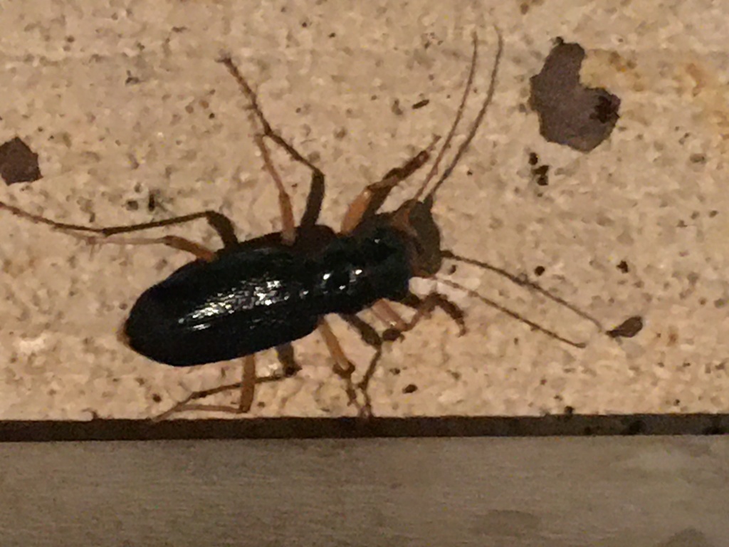 Virginia Metallic Tiger Beetle from Culpeper County, US-VA, US on July ...