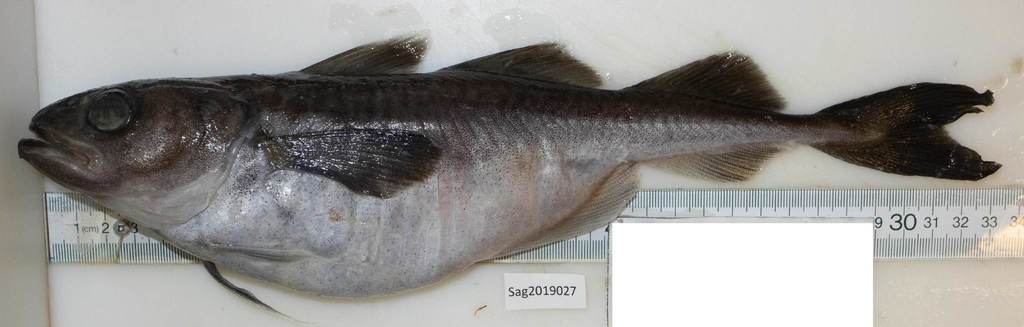 Arctic Cod (Boreogadus saida) - Marine Life Identification