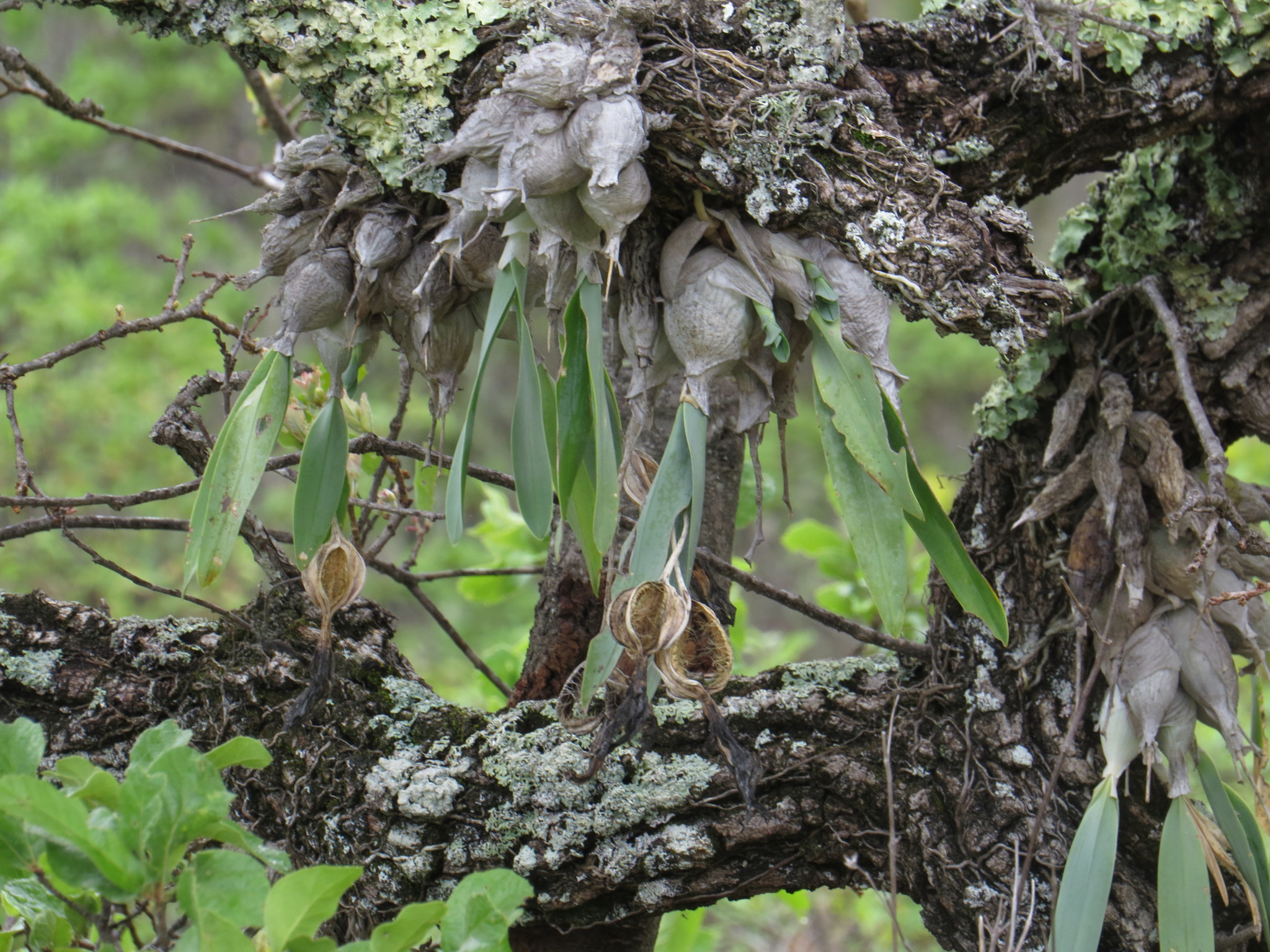 Prosthechea citrina (Lex.) W.E.Higgins