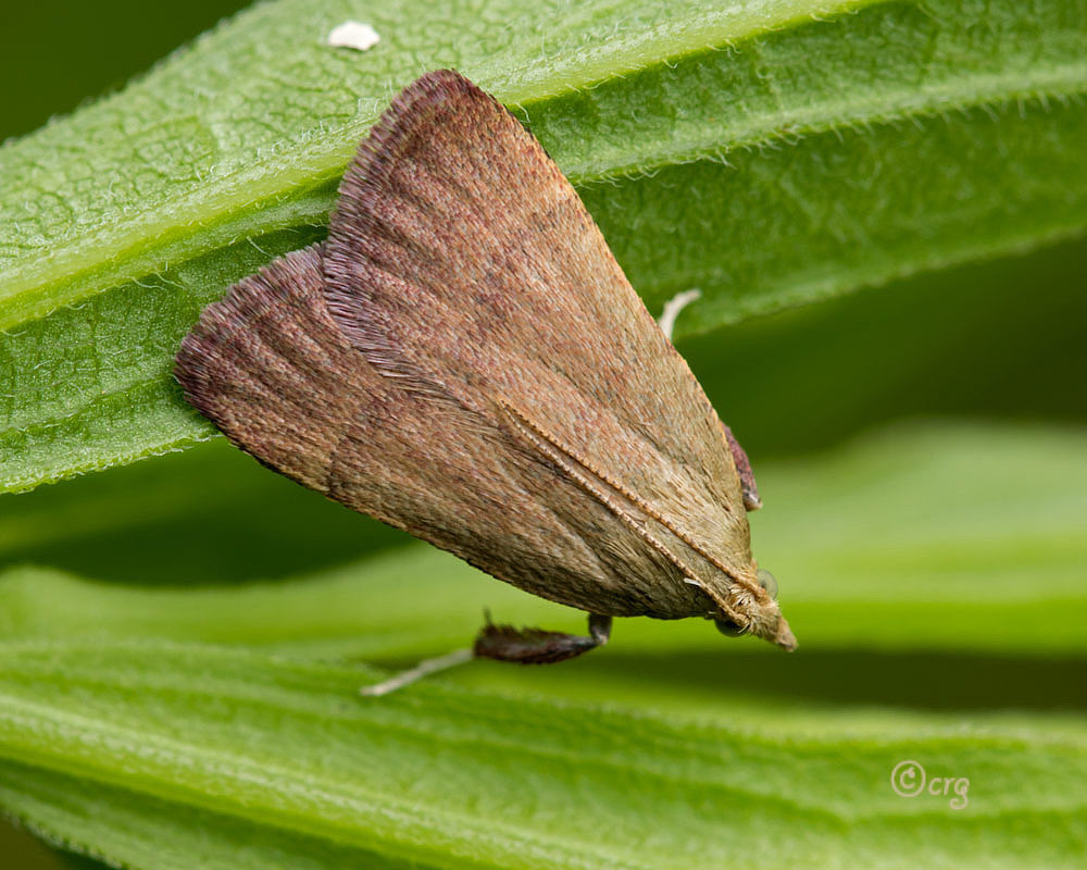 Drab Condylolomia Moth (Butterflies and Moths of Floracliff Nature ...