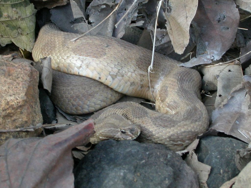 Russell's Viper from Yeoor Hills, Thane West, Thane, Maharashtra, India ...