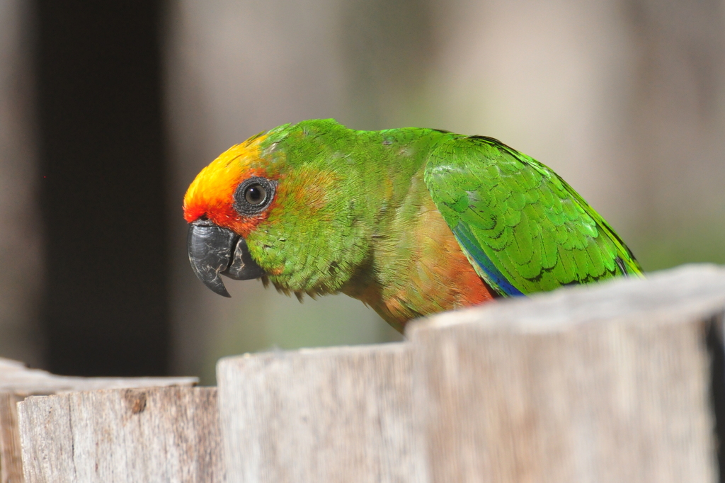 Golden-capped Parakeet (TempBirdGuide) · iNaturalist