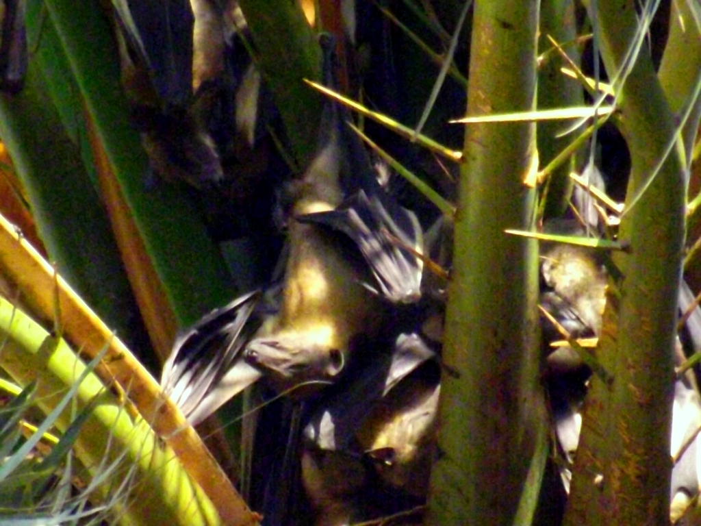 Arabian Straw-coloured Fruit Bat (Eidolon helvum sabaeum) - Know Your ...