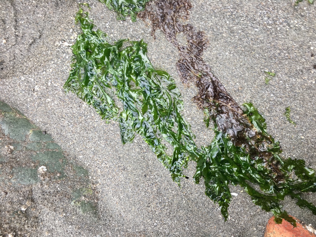 Ulva fenestrata (Marine Botany of Washington) · iNaturalist