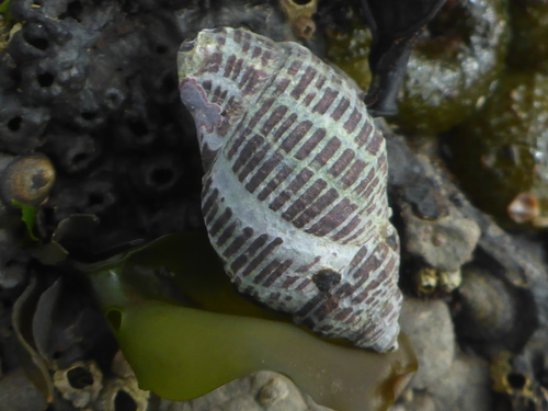 Angular Unicorn (China Cove Organisms) · iNaturalist