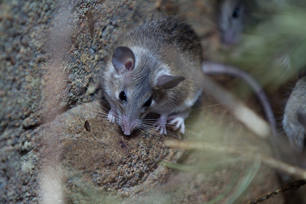 Cairo Spiny Mouse (Acomys cahirinus) - Know Your Mammals