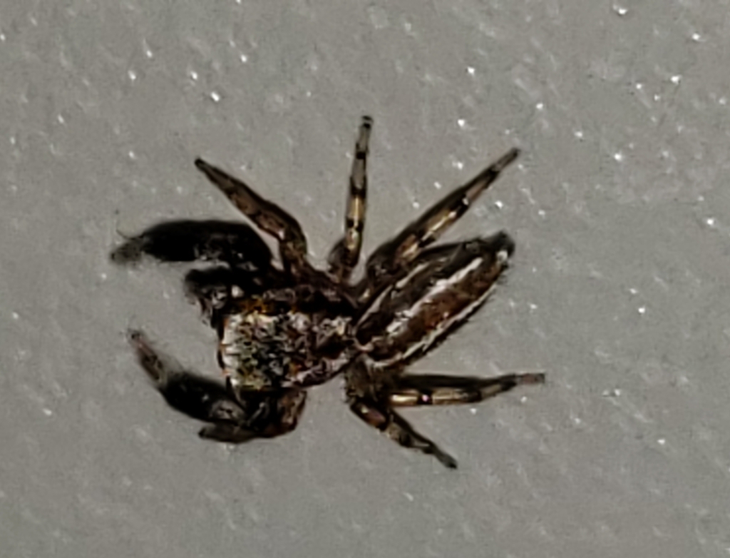 Four-lined Slender Jumping Spider in July 2020 by aprilsee · iNaturalist