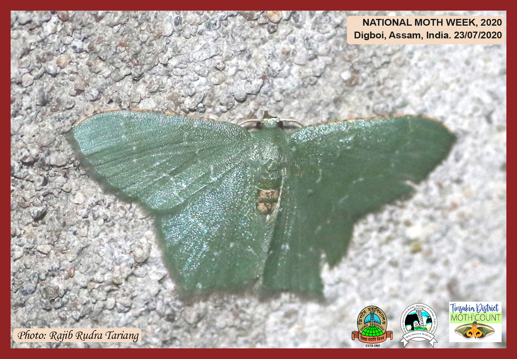 Hemithea from Tinsukia, IN-AS, IN on July 23, 2020 at 08:00 PM by Rajib ...