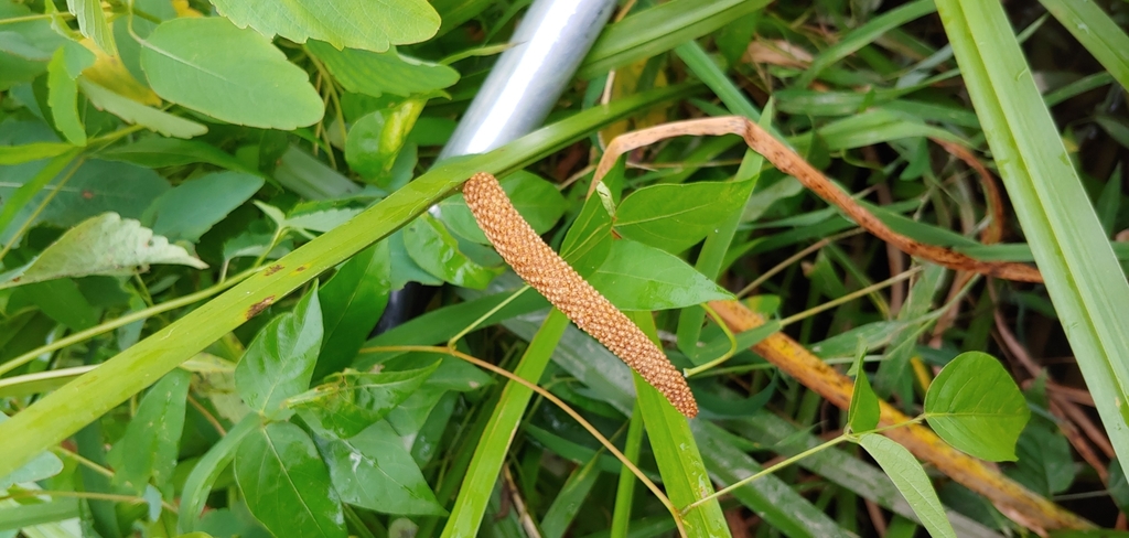 Eurasian Sweet-Flag from Anita C Leight Estuary Center on July 24, 2020 ...