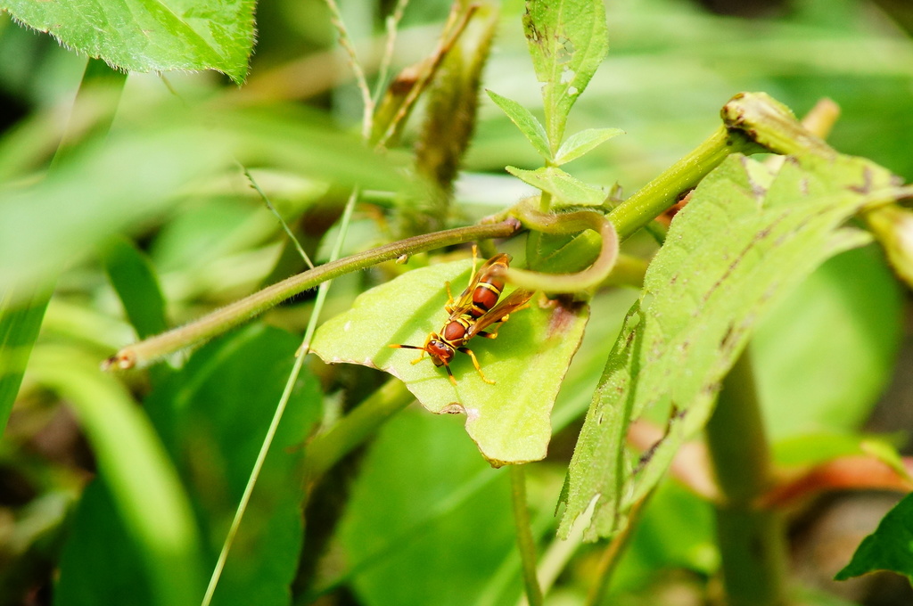 Unstable Paper Wasp from Santiago Xanica, Oax., México on July 26, 2020 ...