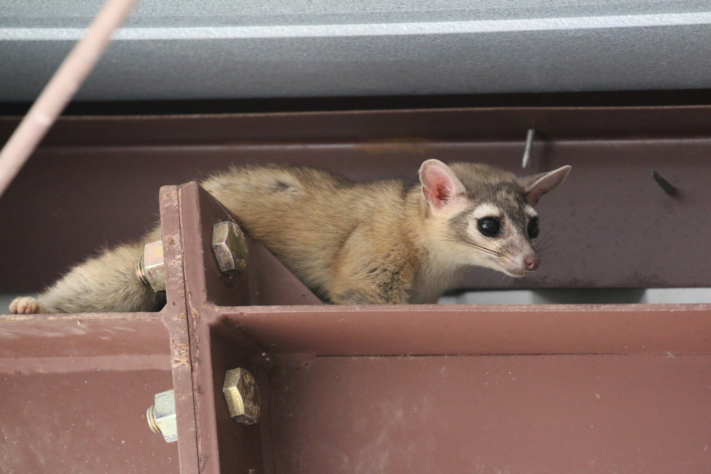 Ringtail (Yosemite National Park) · iNaturalist