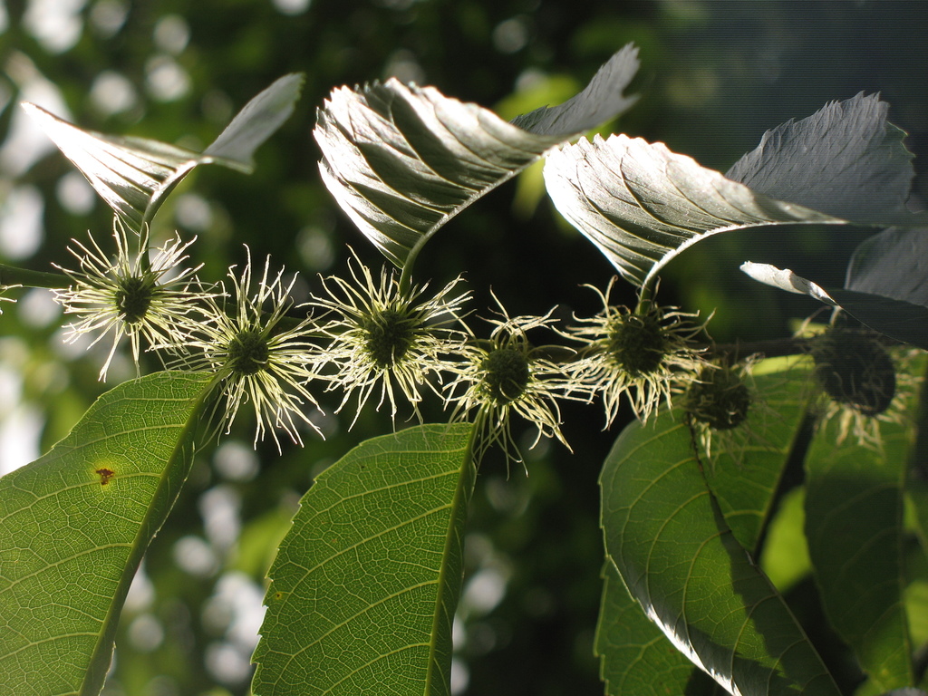 Fustic (Maclura tinctoria) - Botanical Realm